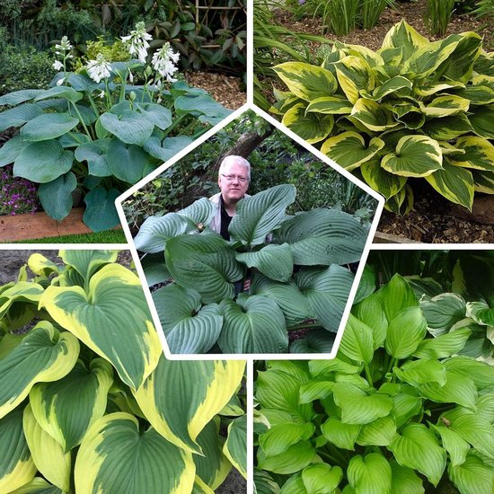 Hosta - Buitenplant - Funky Mix - Tuinplant - 5 stuks - Meerkleurig ...