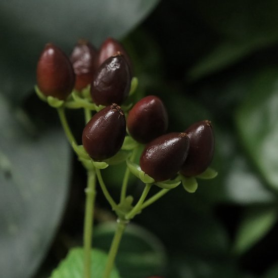 Hypericum Kunst bessentak 65cm | bol