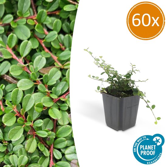 Tuinplantenshop.com | Cotoneaster prostratus 'Streib's Findling' | 60 ...