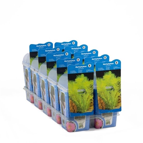 Moerings Myriophyllum Spicatum | Aarvederkruid | In P9 Pot Geleverd in ...