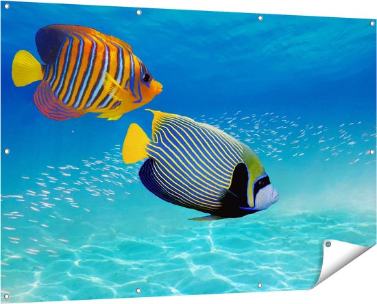 Gards Tuinposter Twee Tropische Vissen in de Rode Zee - 150x100 cm ...