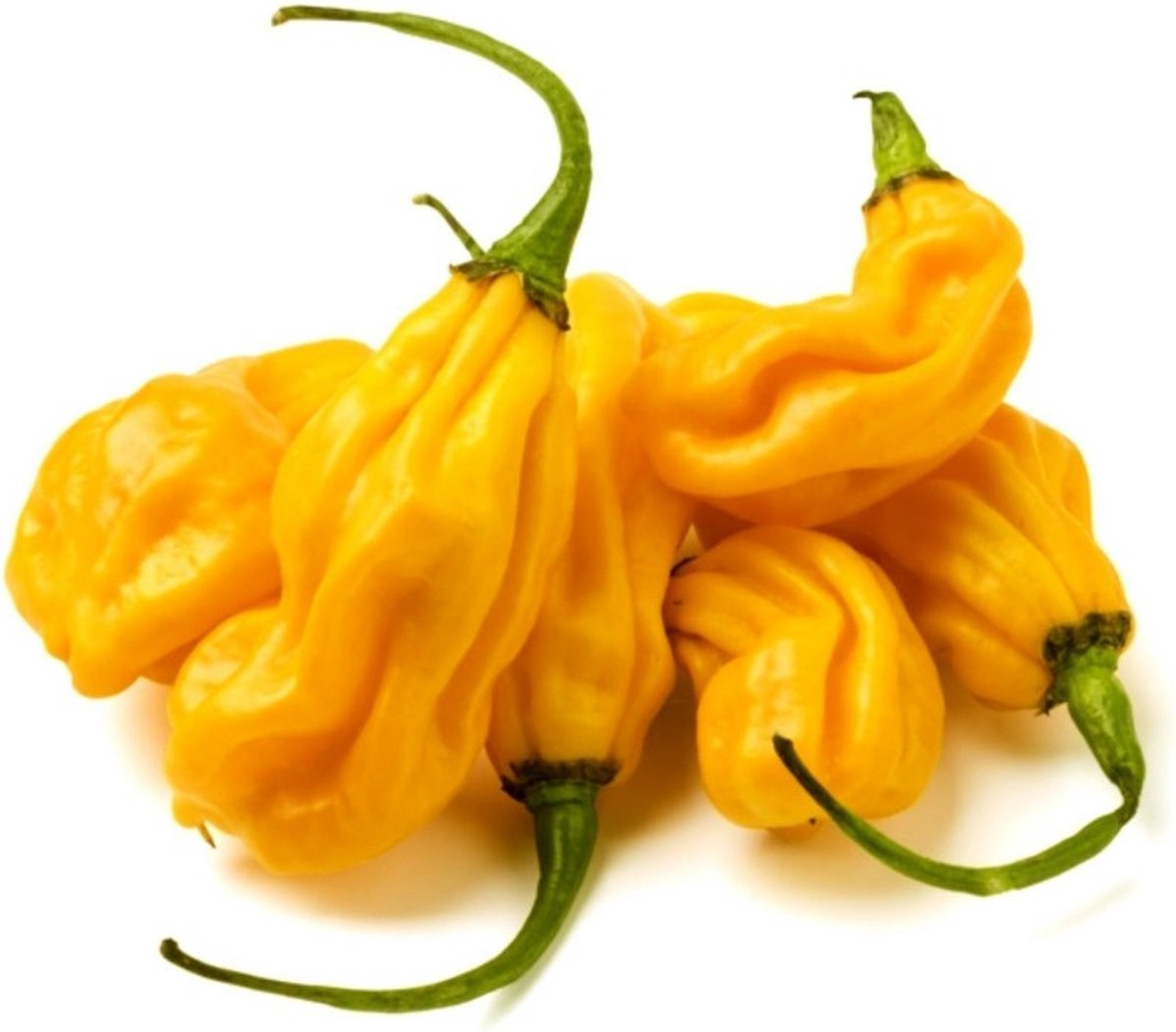 Madame Jeanette peper zaden. Voor het zelf kweken in moestuin, op ...