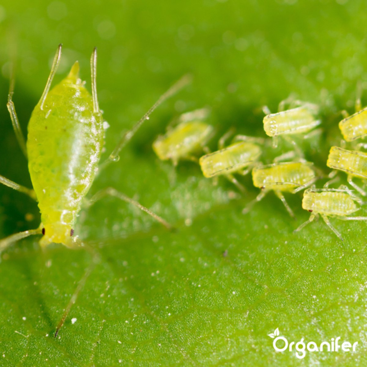 Leaf Insects Bladinsecten Capsules – 72 stuks - Voor planten die ...