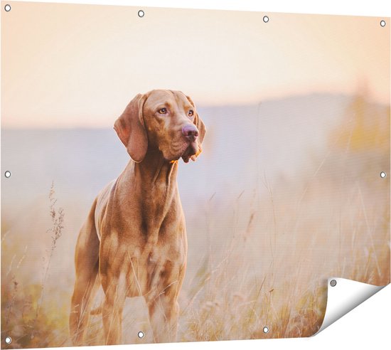 Gards Tuinposter Hongaarse Vizsla Hond in het Gras - 120x90 cm ...