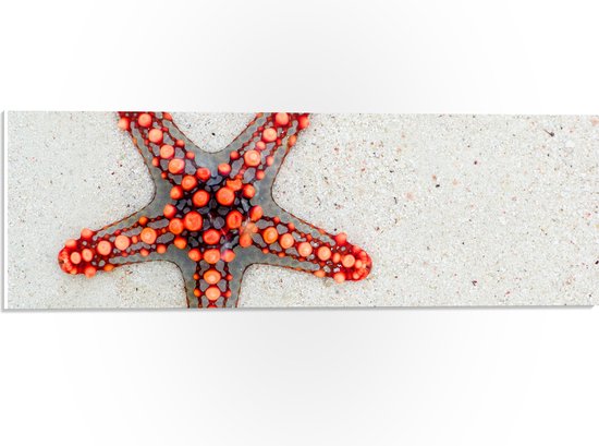 PVC Schuimplaat - Rode Stekelster op het Zand - 60x20 cm Foto op PVC ...