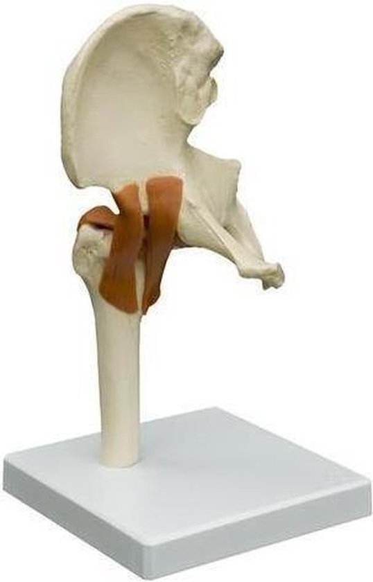 Rüdiger Anatomisch Model Heup Gewricht | bol.com