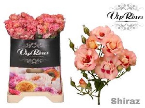 10x Rosa shiraz 40cm | bol