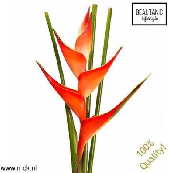 2x Helic.tropical 80cm | bol