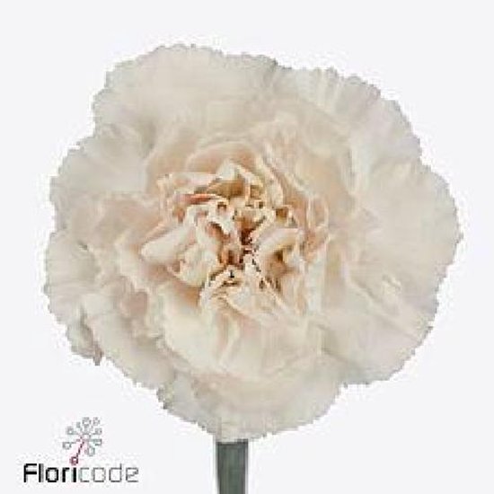 20x Dian.mudah rosa 60cm | bol