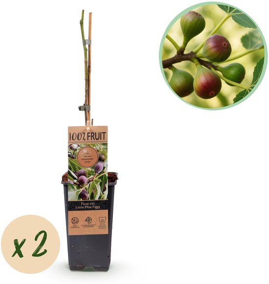 Green boutiQ - Fruitplant - Vijgenboom - Ficus caria Little mis Figgy ...