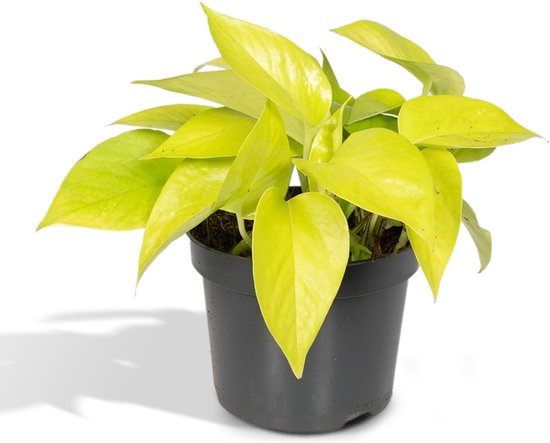 Epipremnum Golden Pothos - Scindapsus - 15cm - Ø12 | bol.com