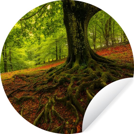 WallCircle - Muurstickers - Behangcirkel - Boom - Bos - Herfstbladeren - 30x30 cm -... | bol.com