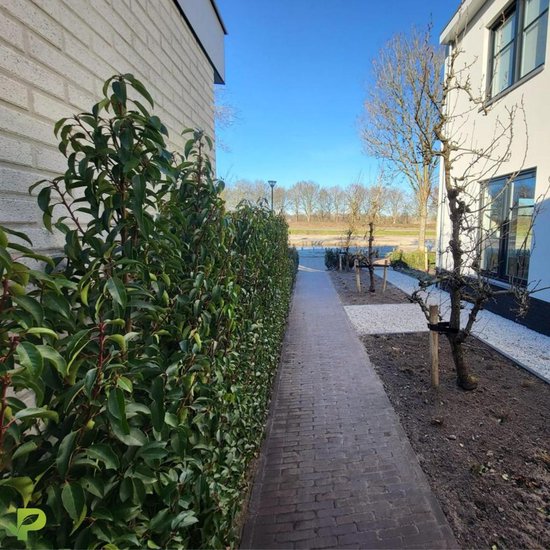 3x Prunus lusitanica 'Angustifolia' Haagplanten 150-175cm - potgekweekt ...