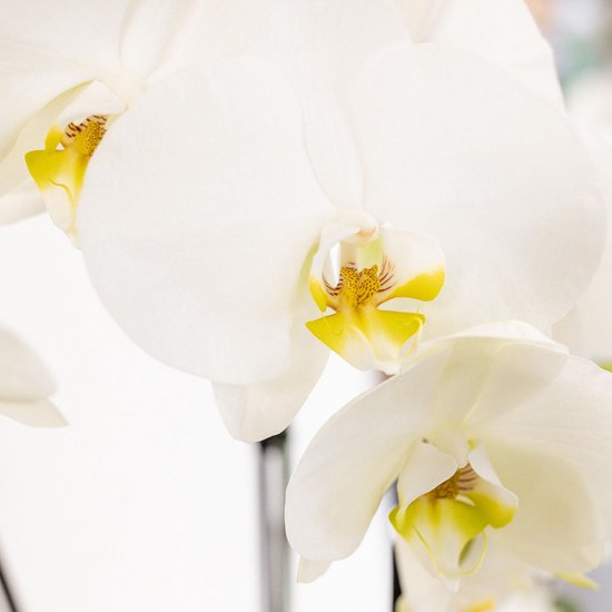 Echte Blikvanger, Witte Orchideën Plantenset in Katoenen Mand, KadoTip ...