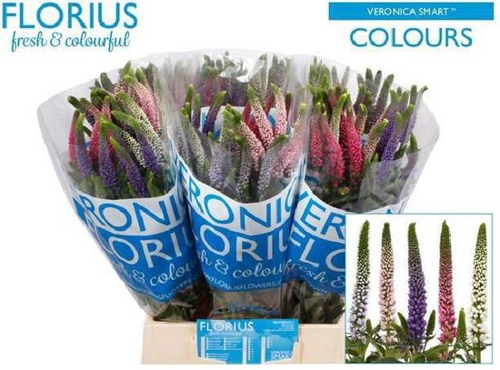 DutchFlowers - Boeket - 25x Veronica smart colours mix/pak 50cm | bol