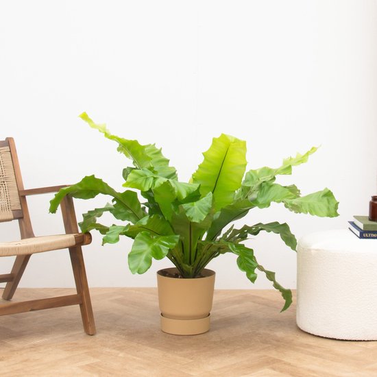 Asplenium Nidum - 80cm | bol