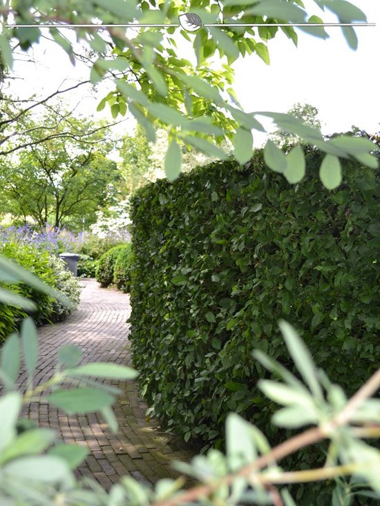 Groene Beuk Fagus sylvatica 100-125 cm Blote wortel, 400x Haagplant ...