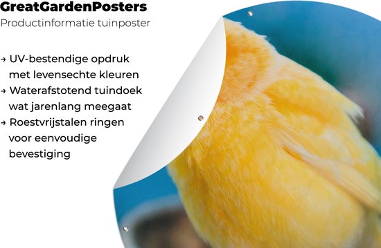 Tuincirkel Felgele Europese kanarie die bij haar nest zit - 90x90 cm ...
