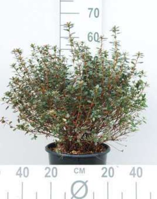 Azalea japonica - Azalea paars 50- 60 cm in C10 pot | bol