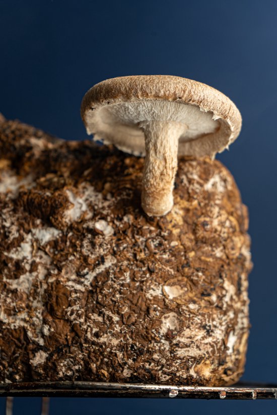 Fryslan Fungies Shiitake Mycelium Broed - Kweken op stro of zaagsel ...