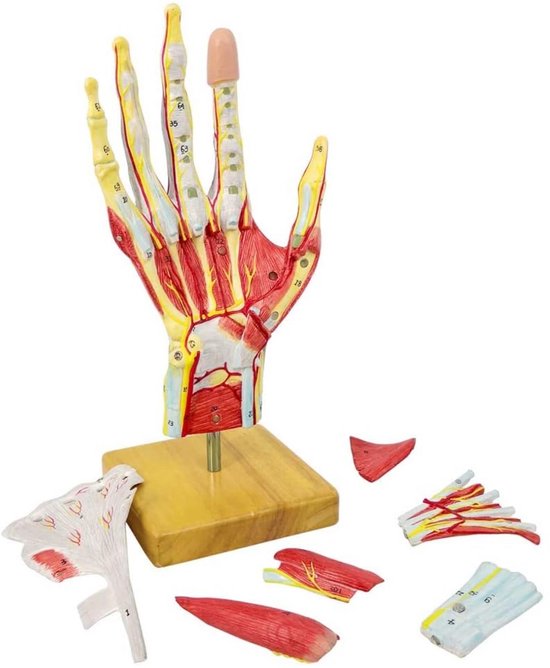 Anatomisch Handmodel met Spieren, Zenuwen en Bloedvaten - 7 Delen ...