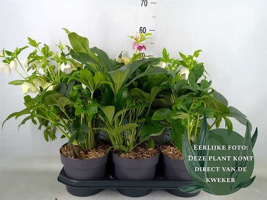 3 stuks - Helleborus ori. - Hoogte 35cm - Potmaat 19cm ...