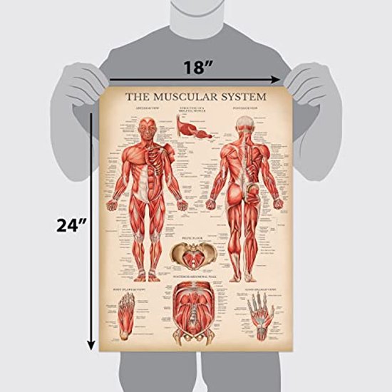 Vintage Spiersysteem Anatomische Kaart - Mensenlijk Spier Anatomie ...