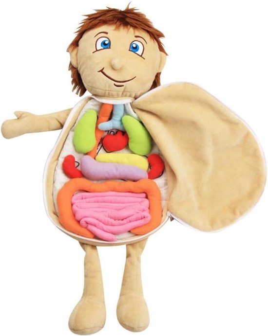 Allecto plus - Anatomie pop 3D menselijk lichaam met organen, educatief ...