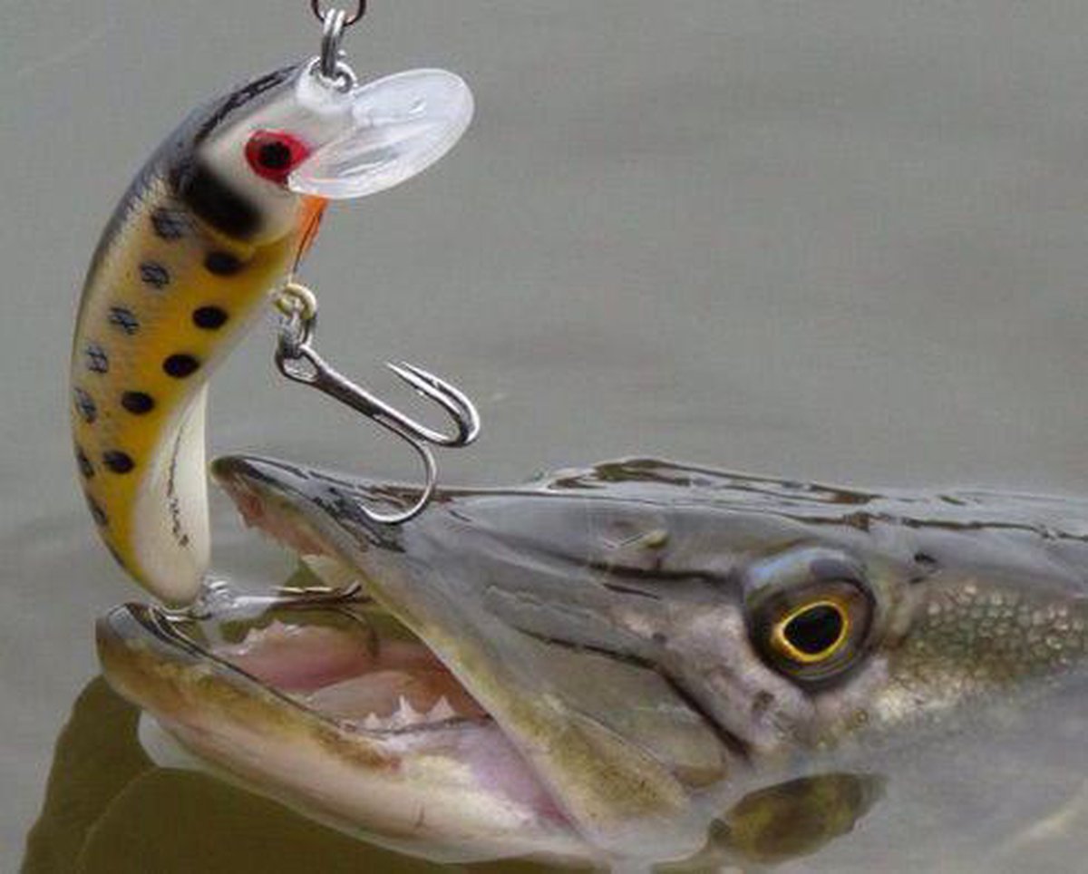Mid Spigg - 10 cm - yellow black stripe | bol.com