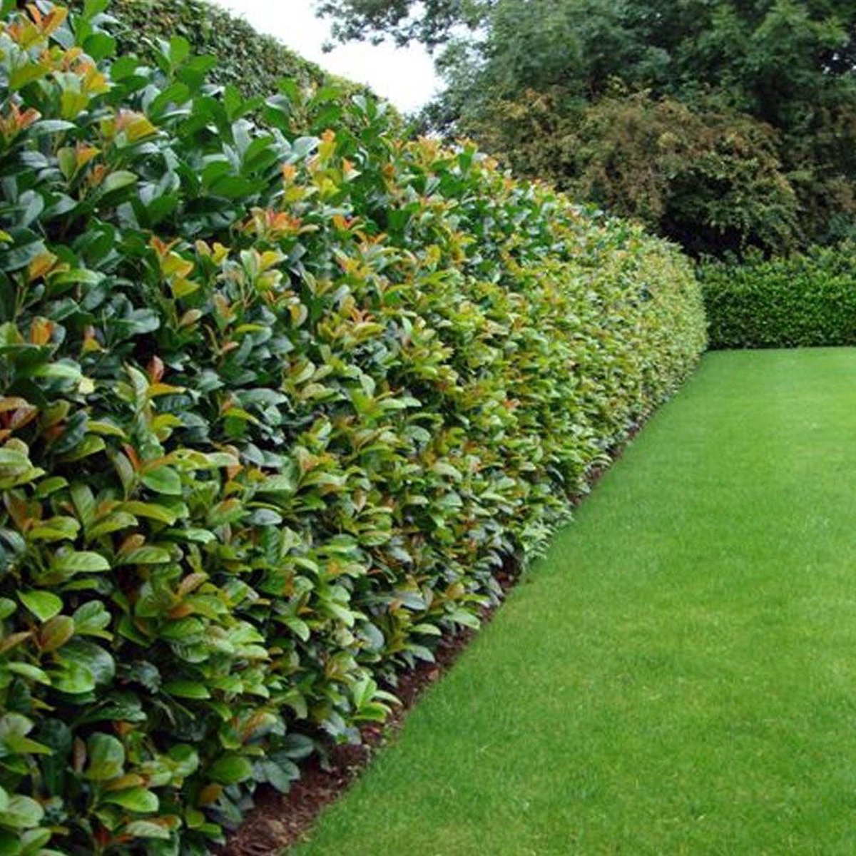 Laurier voor haag - Prunus laurocerasus Novita | bol.com