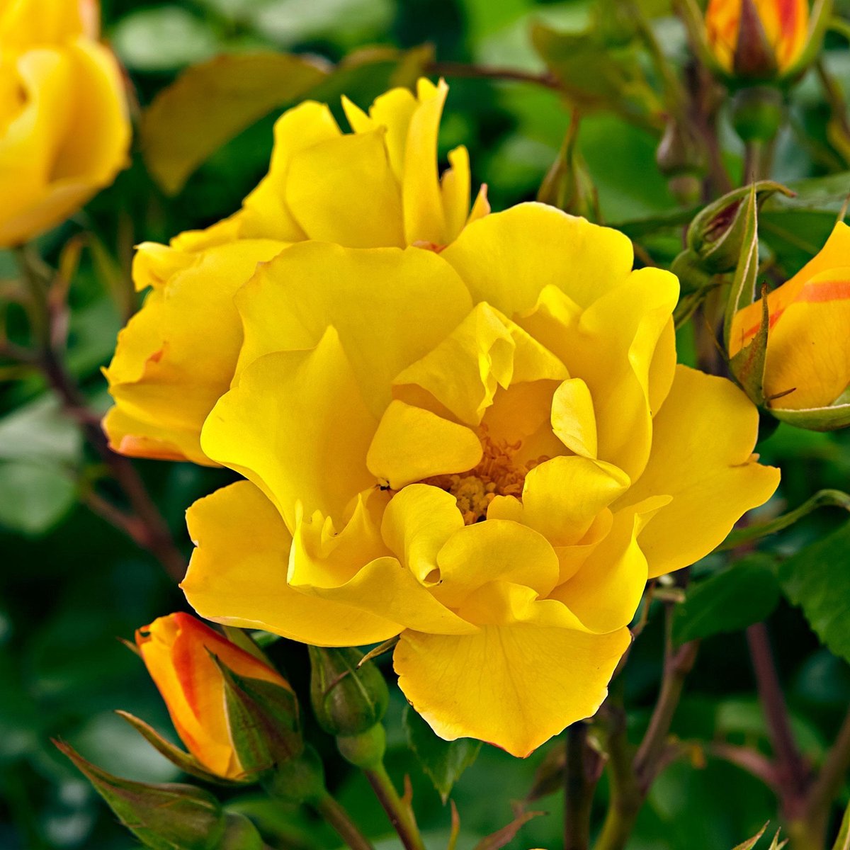 Rosa 'Golden Showers' - Klimroos geel - ↑ 20-45cm - Ø 22cm | bol.com