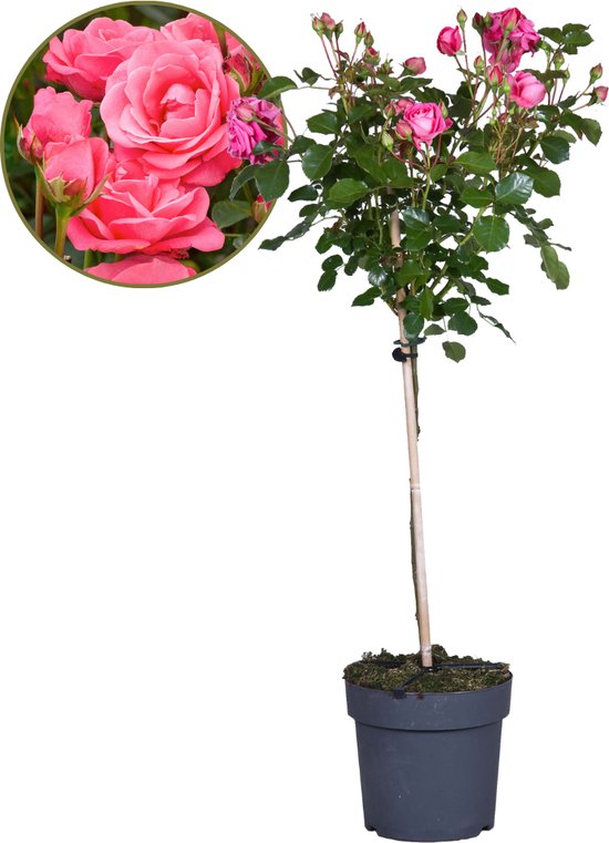Plant in a Box - Rosa Palace Topkapi - Stamroos meerjarig winterhard ...