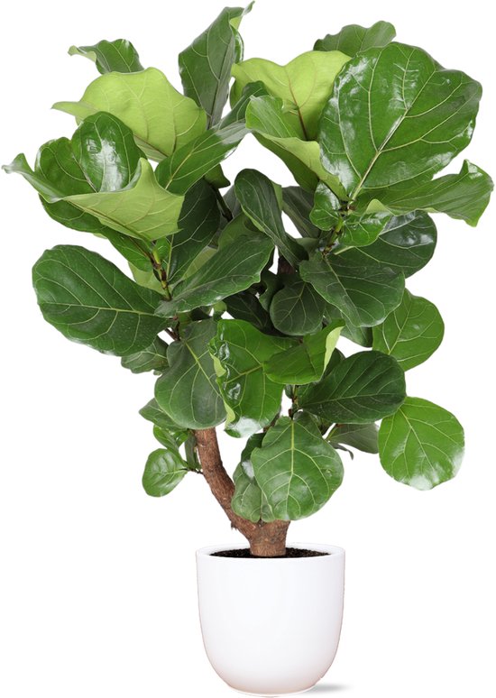 Ficus Lyrata (vertakt) in Boule WIT pot - Potmaat 27cm - Hoogte 130cm | bol