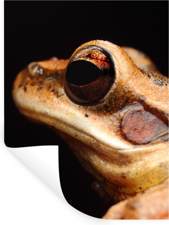 Muurstickers - Sticker Folie - Kikker - Oog - Zwart - 60x80 cm ...