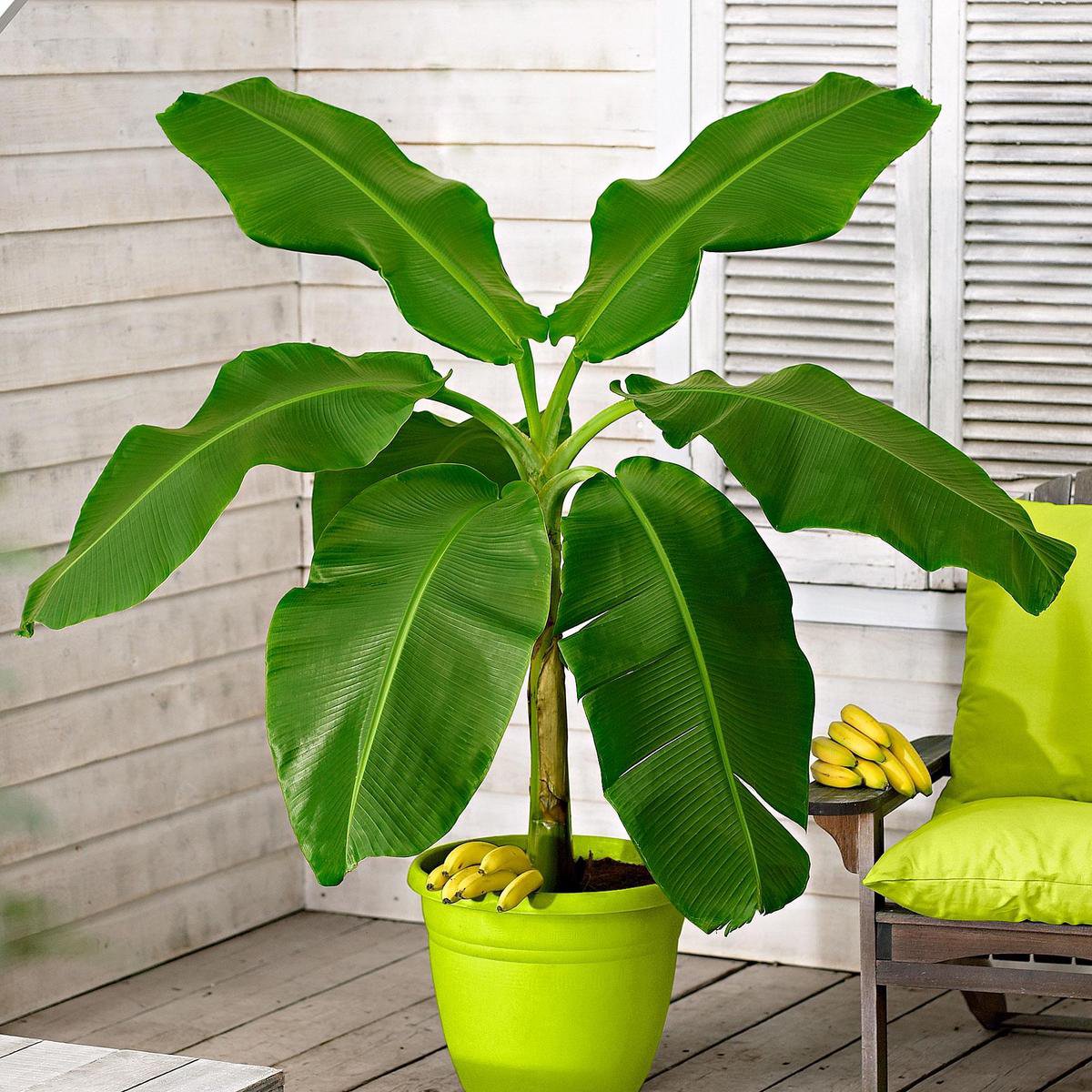 Musa 'Dwarf Cavendish' - Bananier - ↑ 80-90cm - Ø 21cm | bol.com