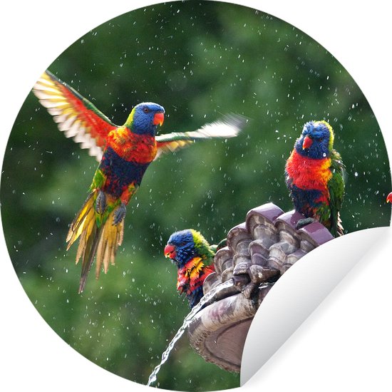 Behangcirkel - Fontein - Vogels - Water - 100x100 cm - Muurcirkel - Zelfklevend -... | bol.com
