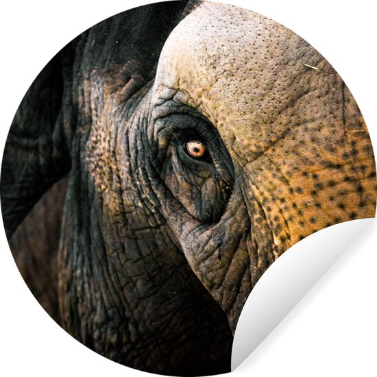 WallCircle - Muurstickers - Behangcirkel - Olifant - Close up - Dieren - Natuur -... | bol
