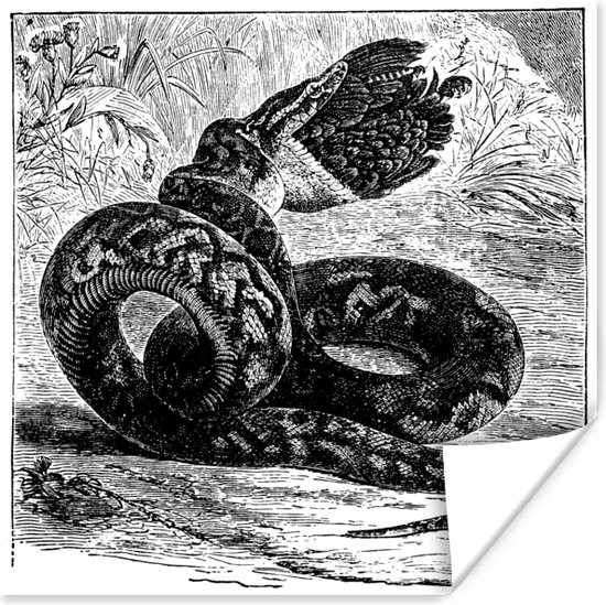 Illustration ancienne en noir et blanc d'un poster python 50x50 cm ...