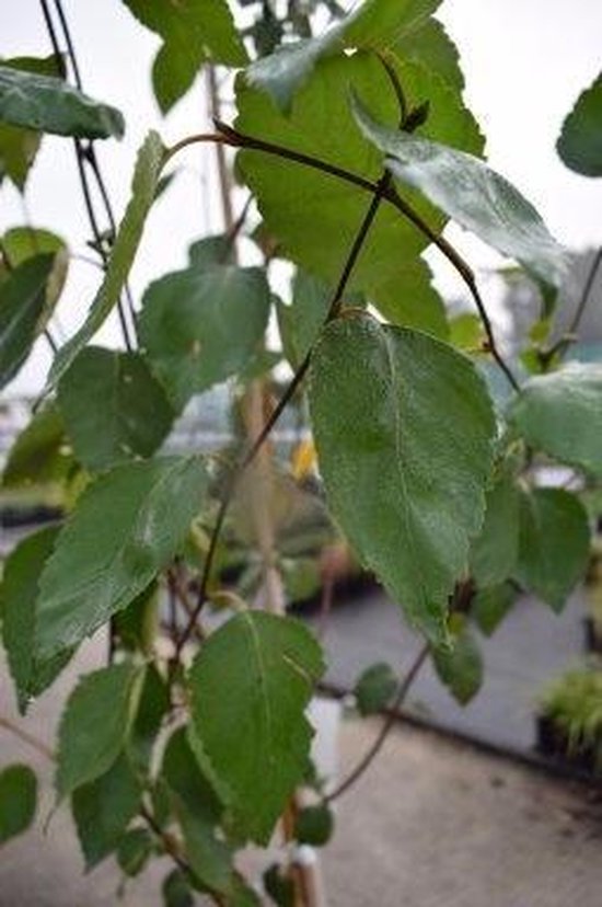 Witte Berk | Betula utilis Doornbos | Stamomtrek: 10-12 cm | bol.com