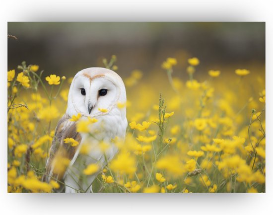 Uil poster - Vogel muurdecoratie - Decoratie binnen - Uilen - Poster ...