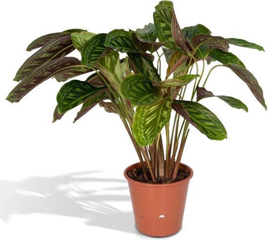 Calathea – Marantaceae (Calathea Flamestar) – Hoogte: 75 cm – van ...