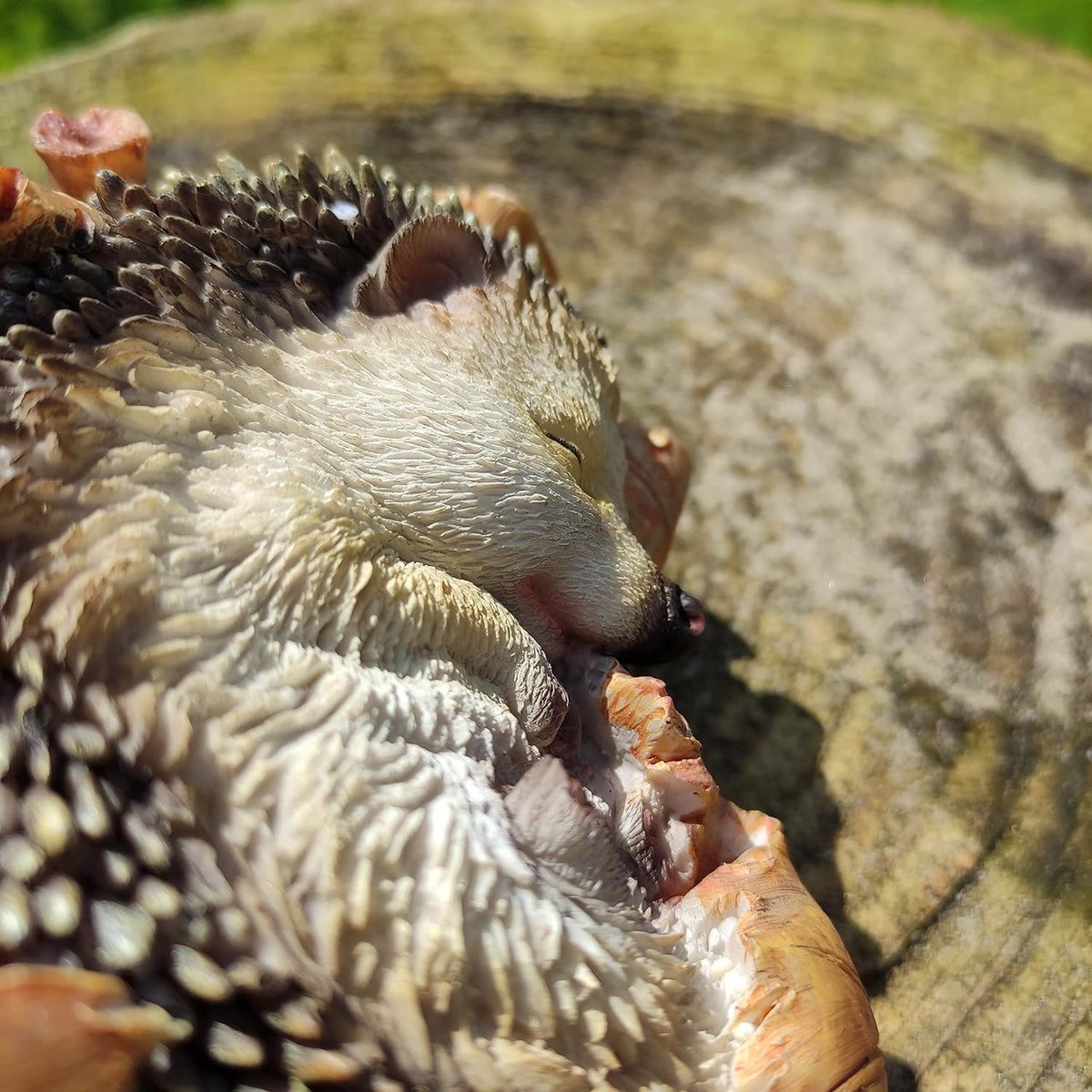Baby Egel in Blad Decoratie - Huis en tuin decoratie - Herfstdecoratie ...