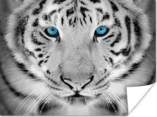 Poster Dieren - Tijger - Ogen - Blauw - Zwart wit - 40x30 cm | bol