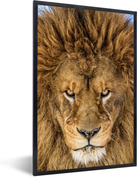 Posterlijst - Poster dieren - Leeuw - Portret - Dieren - Wanddecoratie ...