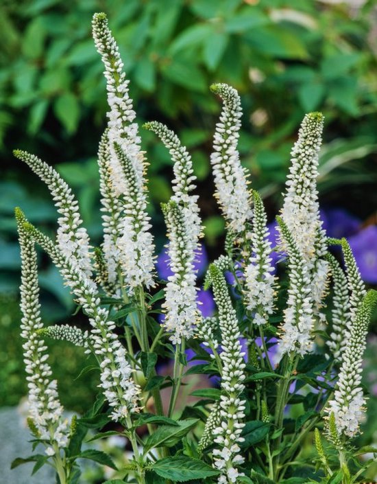 3 stuk(s) | Veronica spicata 'Alba' P9 | bol.com
