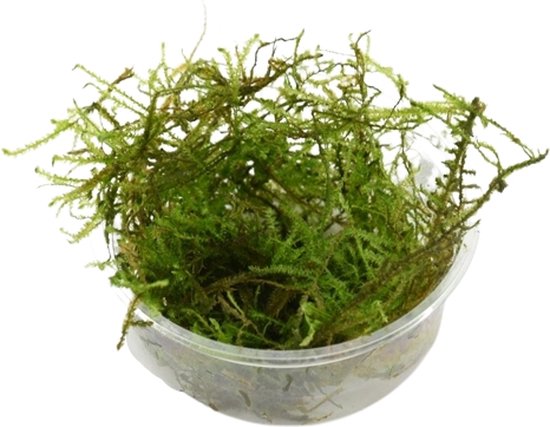 Christmas Mos in Cup 80 cc - Aquarium mos - Aquariumplant - Moerings | bol