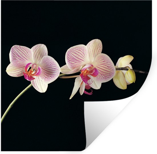 Muurstickers - Sticker Folie - Orchidee - Bloemen - Zwart - Roze - Knoppen - 120x120... | bol