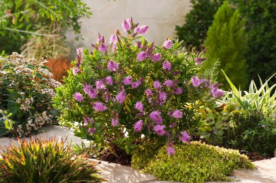 Plants Online - Tuinplanten - Heesters - Set van 1 - Hebe 'Addenda ...