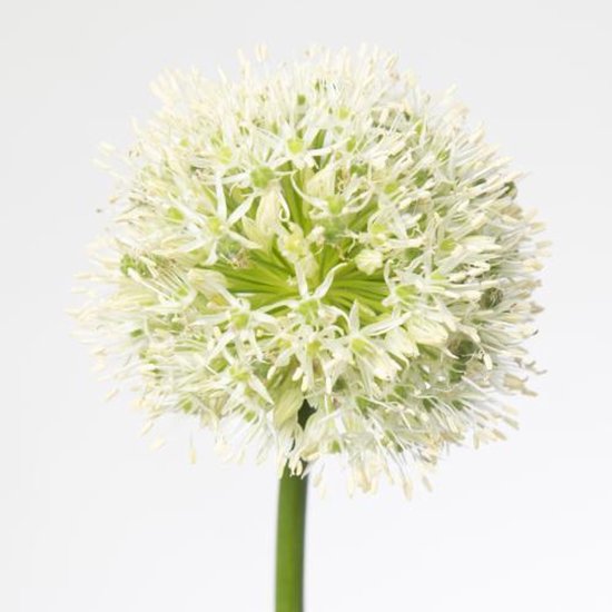 10x Allium hirtifolium 80cm | bol