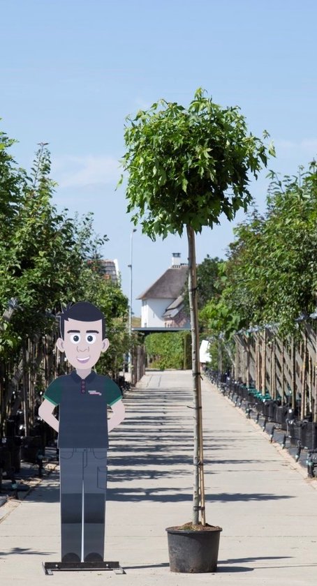 Amberboom bolvorm 220 cm stamhoogte | Liquidambar s. 'Gum Ball' 10-14 cm 220 cm|... | bol